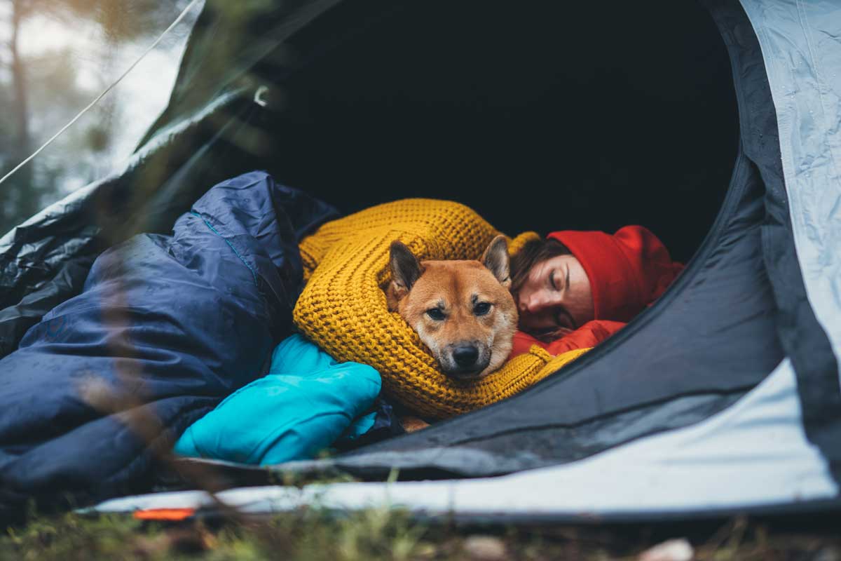 How to Prepare for Camping with Your Dog - Kirrawee Veterinary Hospital